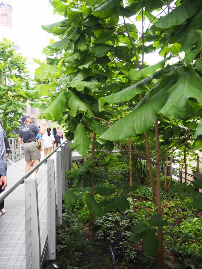 What can the High Line can inspire in your home’s own garden design?